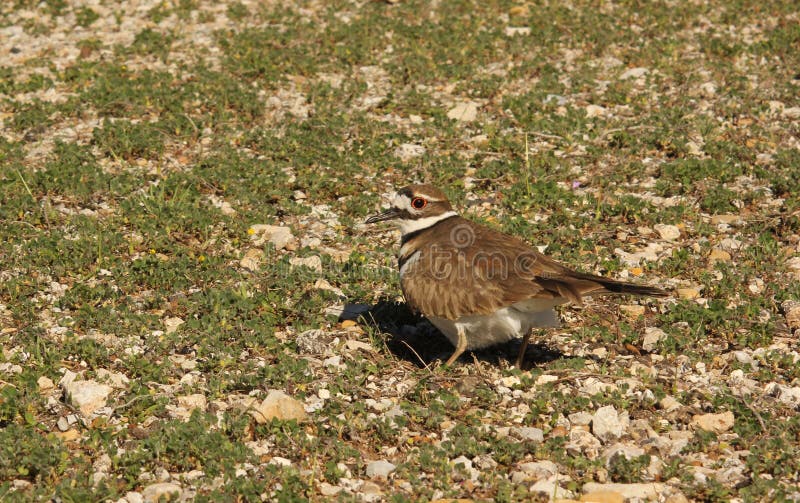 Killdeer Bird Guarding Nest of Eggs on Ground Stock Photo - Image of ...