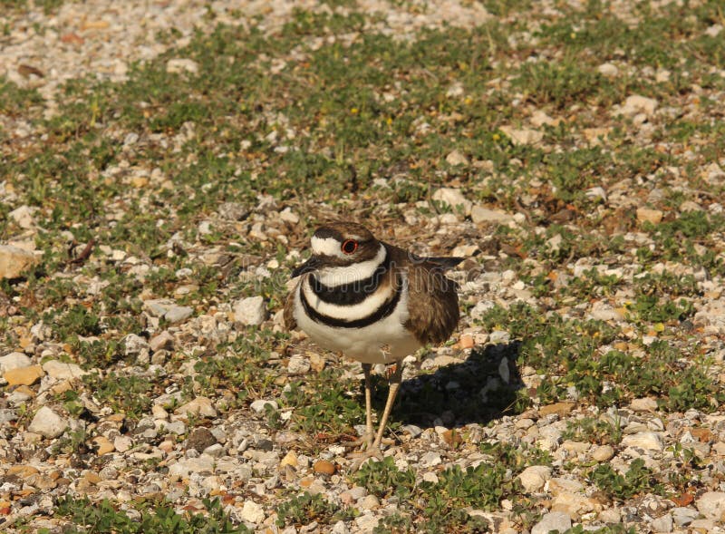 Killdeer Bird Guarding Nest of Eggs on Ground Stock Image - Image of ...