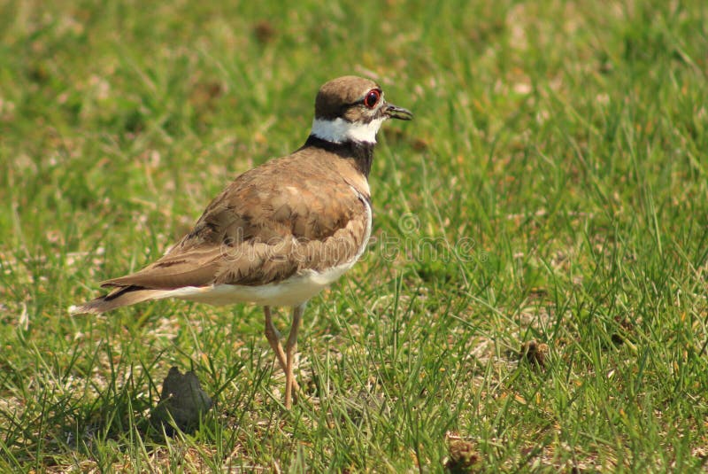 Killdeer Bird stock image. Image of birds, neat, bird - 54051793