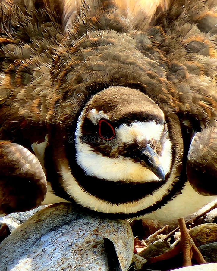 Killdeer Bird Plover Nature Art Stock Photo - Image of nature, plover ...