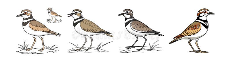 Killdeer Bird Realistic Illustration Stock Vector - Illustration of ...