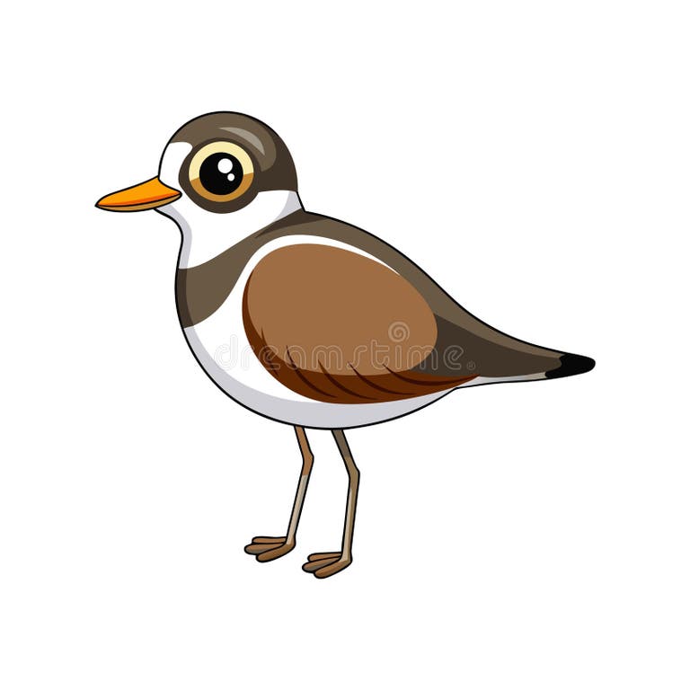 Killdeer Bird Realistic Illustration Stock Illustration - Illustration ...