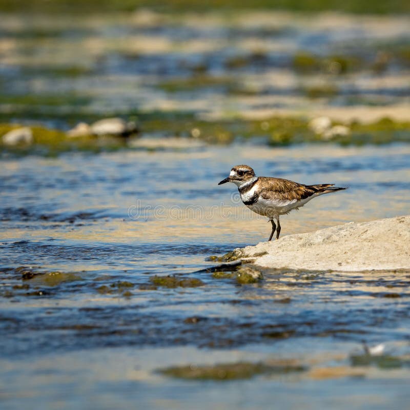 Killdeer Bird Searching for Food at the River Stock Photo - Image of ...