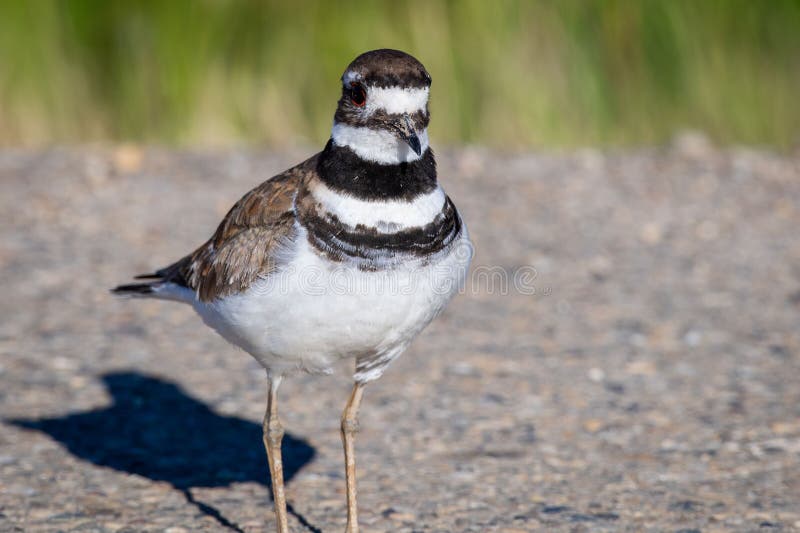 Killdeer Bird Standing on the Pavement Stock Image - Image of grey ...