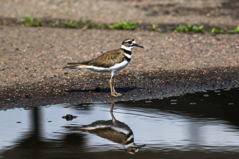 Kildeer Bird with Puddle Reflection Stock Photo - Image of orange, hues: 319851238
