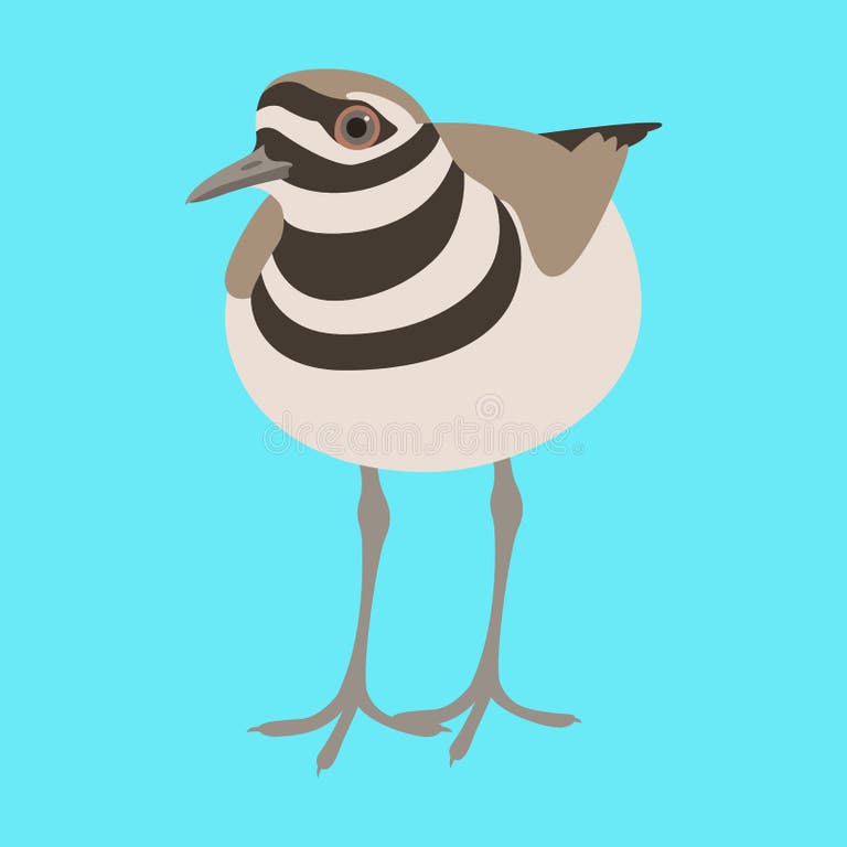 Killdeer Bird Vector Illustration Flat Style Front Stock Vector ...