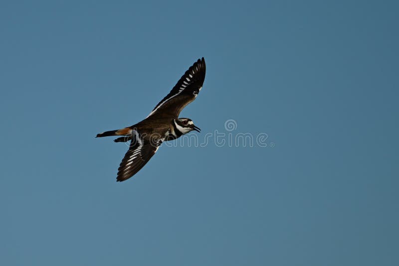 Killdeer Brid in Flight with Wings Spread Stock Photo - Image of gravel ...