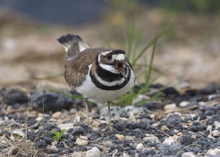 Killdeer Calling and Defending Its Nesting Territory Stock Image ...