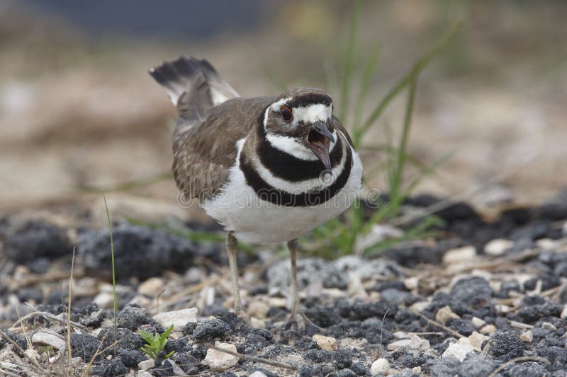 Killdeer Calling To Defend Its Territory Stock Photo - Image of south ...