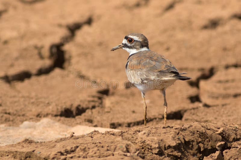 A Killdeer, Charadrius Vociferus, is Lit by the Setting Sun As it Flies ...