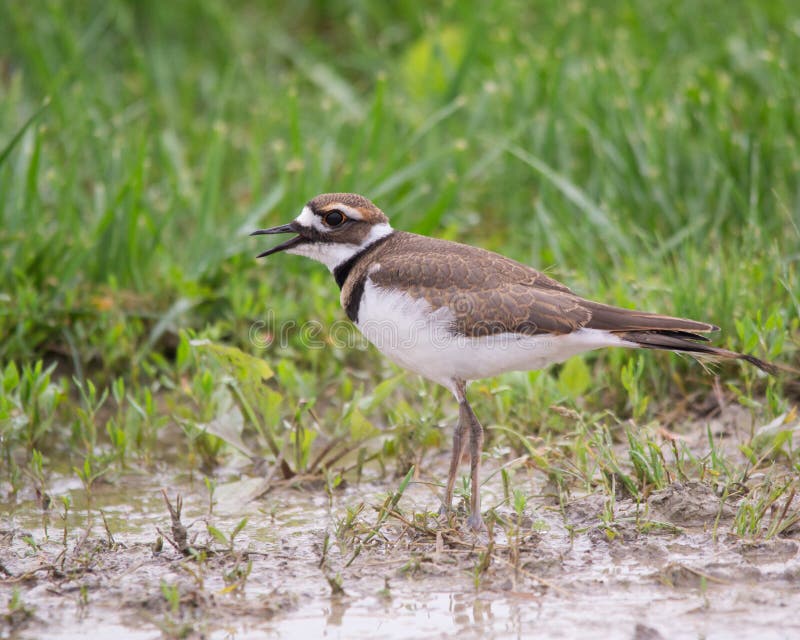 Killdeer in flight stock photo. Image of photo, image - 22207030