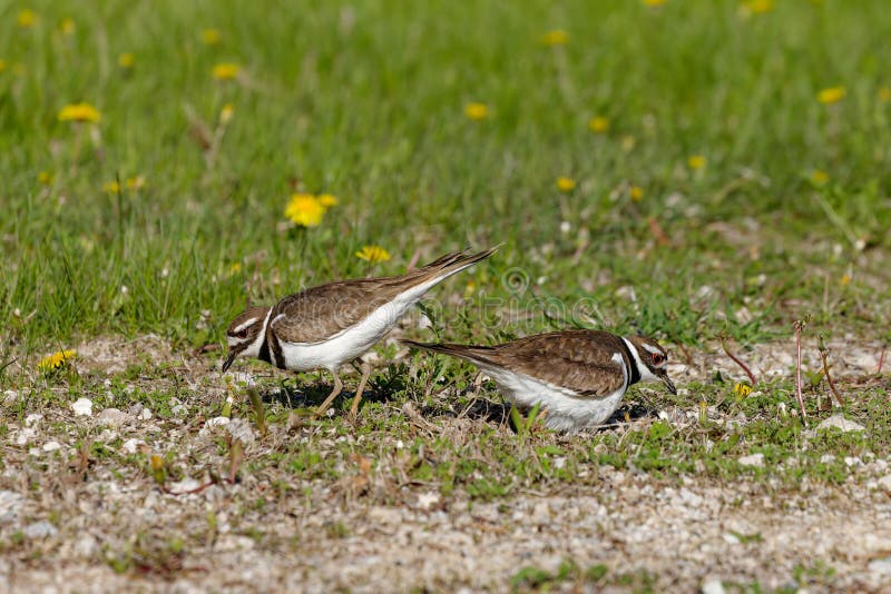 A Killdeer, Charadrius Vociferus, is Lit by the Setting Sun As it Flies ...