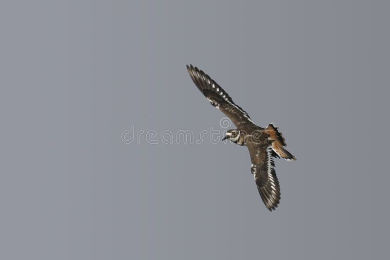 Killdeer, Charadrius Vociferus, in Flight Stock Image - Image of beach ...