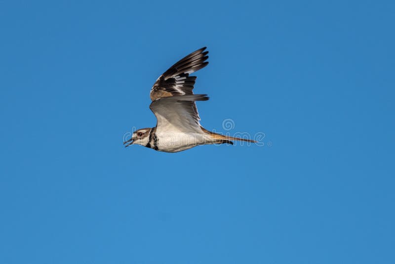 Killdeer in Flight stock image. Image of brown, charadrius - 191716791