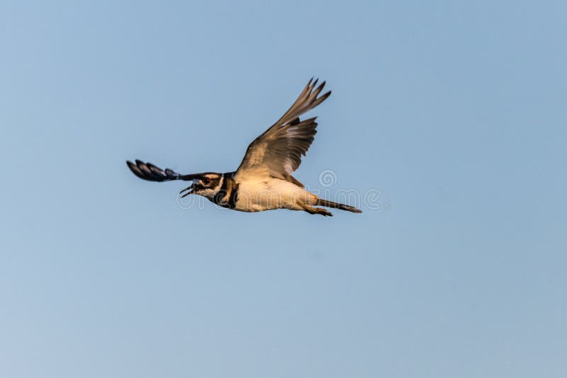 Killdeer in flight stock photo. Image of migrations - 187182138
