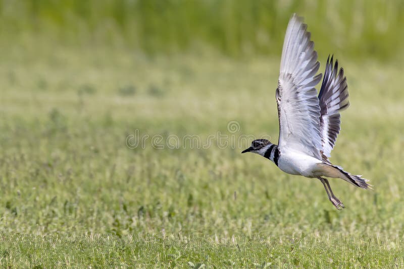 A Killdeer, Charadrius Vociferus, is Lit by the Setting Sun As it Flies ...