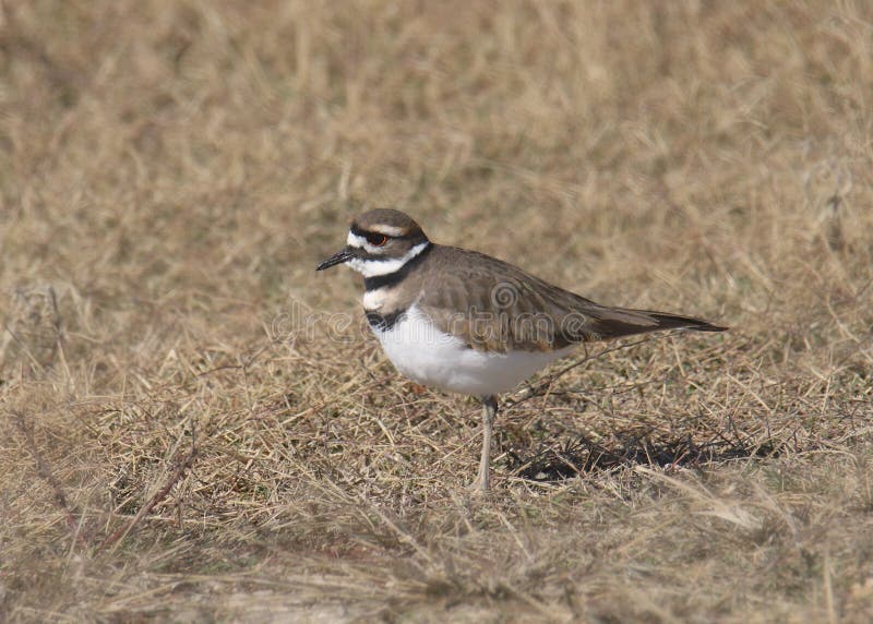 A Killdeer, Charadrius Vociferus, is Lit by the Setting Sun As it Flies ...