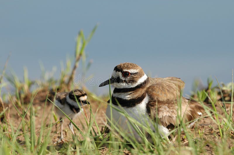 Killdeer and Chic stock photo. Image of killdeer, nature - 12335694