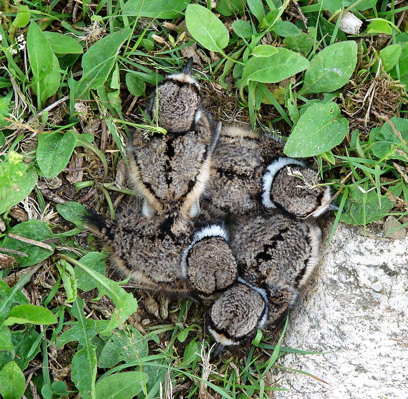 Killdeer Chicks stock image. Image of killdeer, hatchlings - 23765565