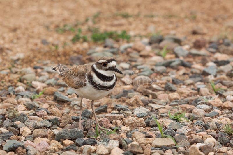 Killdeer stock photo. Image of avian, plover, killdeer - 57275812