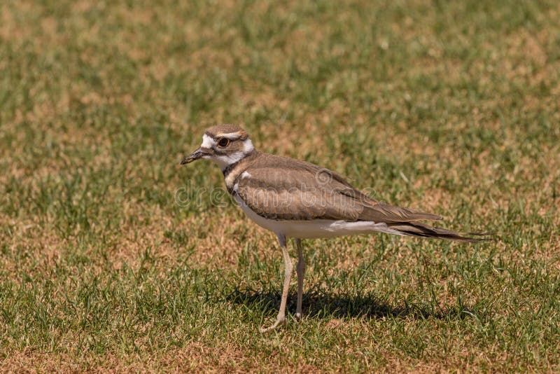 Killdeer stock image. Image of killdeer, outdoors, nature - 93371761