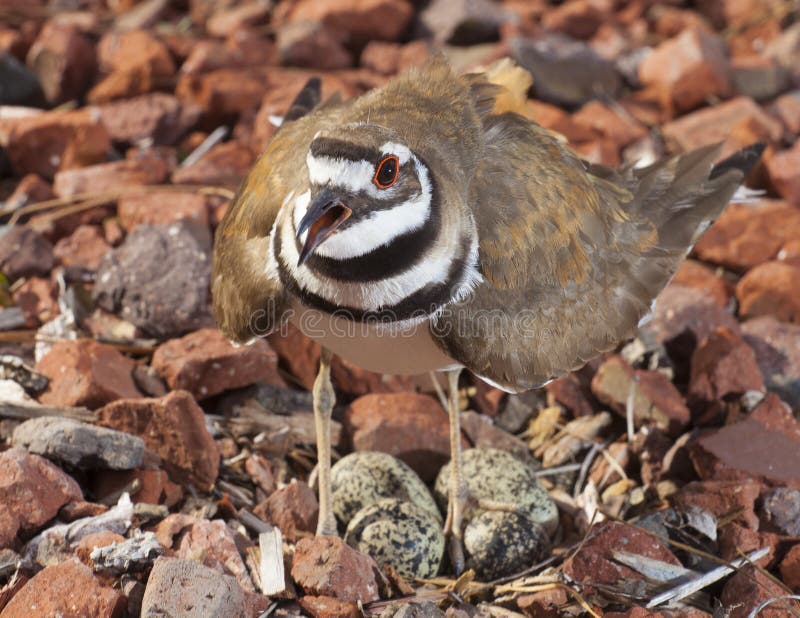 Killdeer Bird Defending Its Nest Stock Photo - Image of defending ...