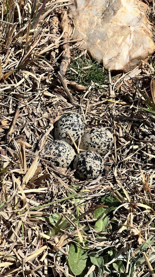 Killdeer Eggs on the Ground Next To Large Rock Stock Photo - Image of ...