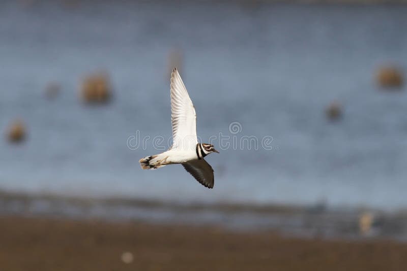 Killdeer in flight stock photo. Image of coastal, shorebirds - 22207030