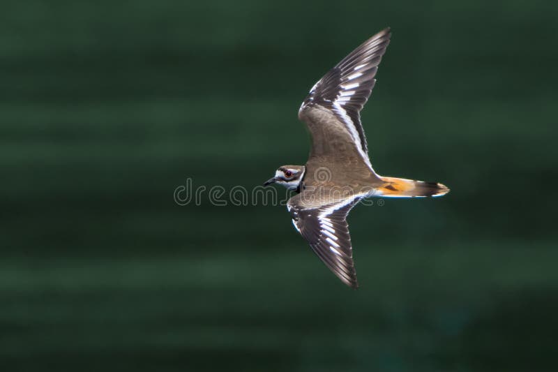 Killdeer in Flight in Commodore Park, Seattle. Stock Photo - Image of ...