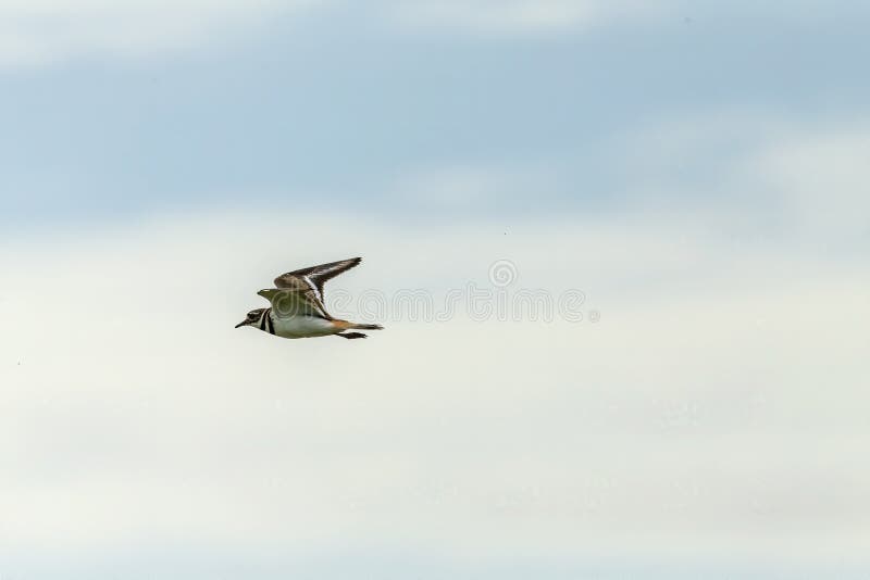 Killdeer in flight stock photo. Image of migrations - 187182138