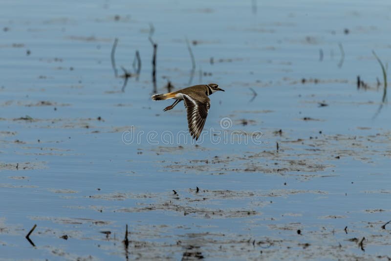 Killdeer in flight stock photo. Image of migrations - 187182138