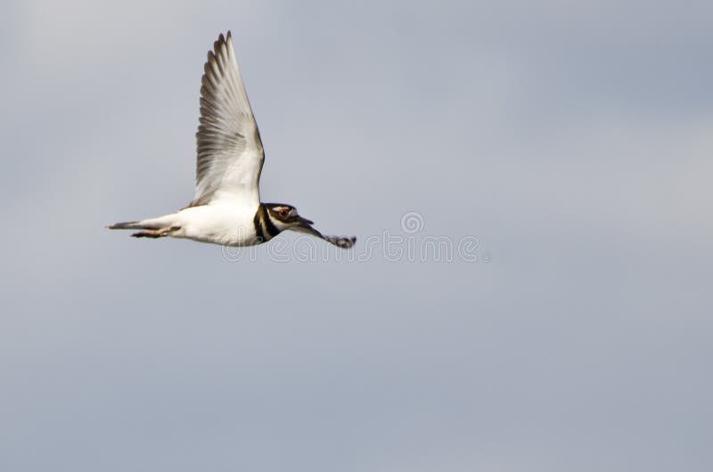 Killdeer Flying in a Blue Sky Stock Image - Image of north, flight ...