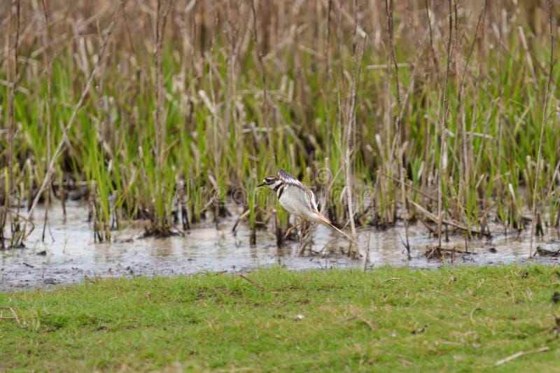 Killdeer Flying at Lakeside Marsh Stock Photo - Image of black, america ...