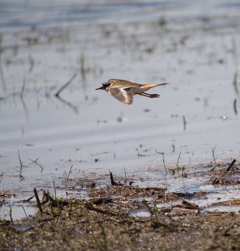 Killdeer Flying at Lakeside Marsh Stock Image - Image of common, dirt ...