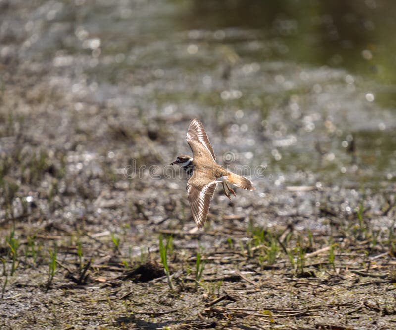 Killdeer Flying at Lakeside Marsh Stock Image - Image of long, america ...