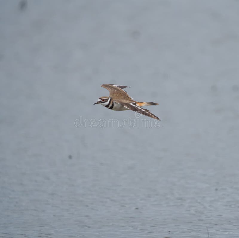 Killdeer Flying at Lakeside Marsh Stock Photo - Image of food, nests ...