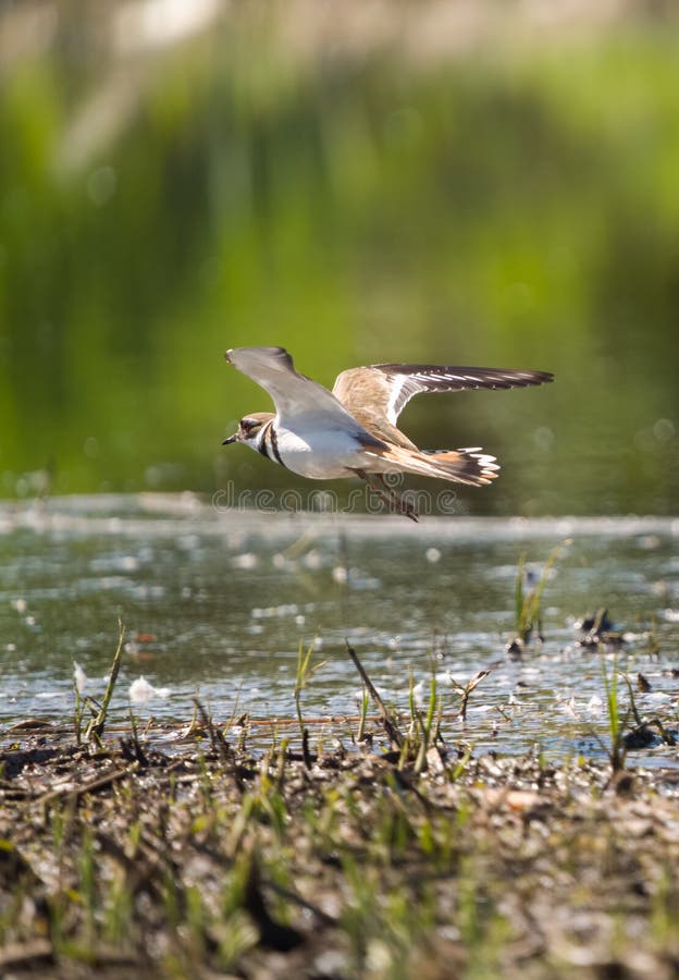 Killdeer Flying at Lakeside Marsh Stock Image - Image of large ...