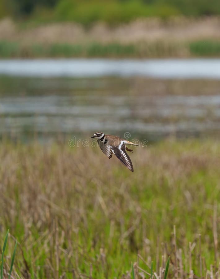 Killdeer Flying at Lakeside Marsh Stock Photo - Image of long ...