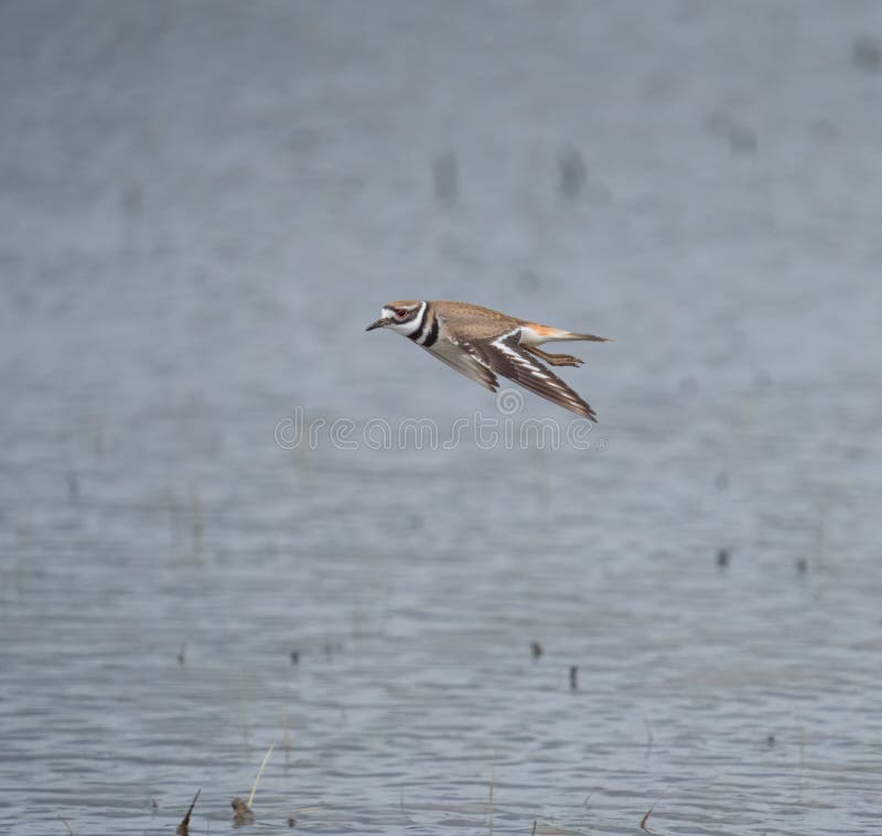 Killdeer Flying at Lakeside Marsh Stock Image - Image of predators ...