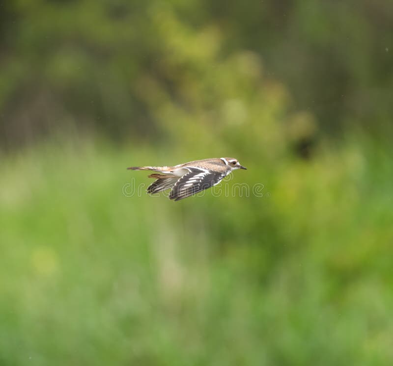 Killdeer Flying at Lakeside Marsh Stock Image - Image of america ...