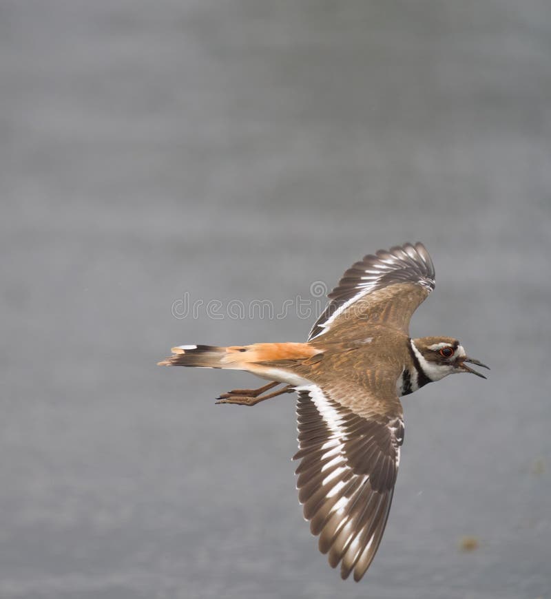 Killdeer Flying at Lakeside Marsh Stock Photo - Image of birdwatching ...