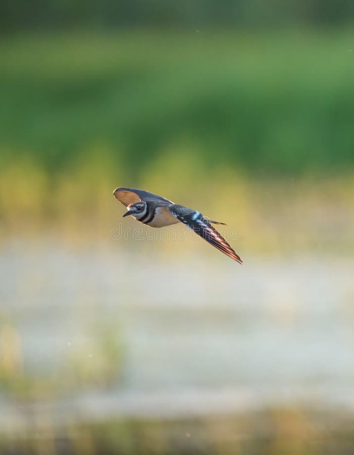 Killdeer Flying at Lakeside Marsh Stock Image - Image of wildlife ...