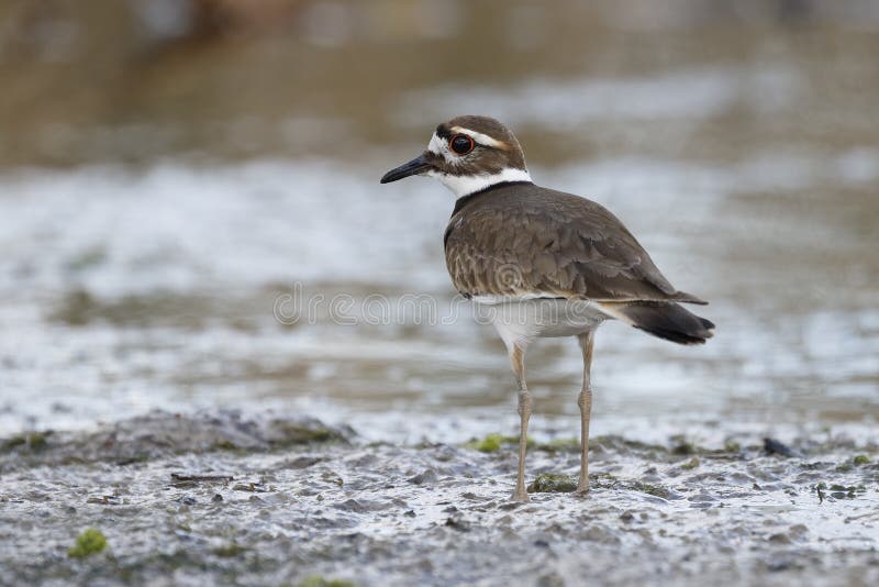 Killdeer Foraging at the Edge of a River - Florida Stock Photo - Image ...