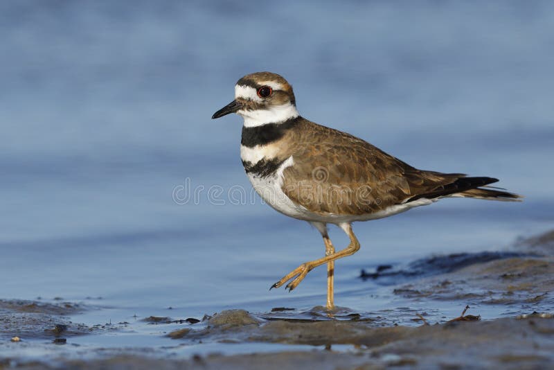123 Killdeer Venice Florida Stock Photos - Free & Royalty-Free Stock ...