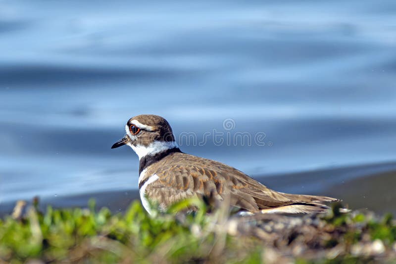 Killdeer Gazing Out Over Lake Sammamish Stock Photo - Image of blue ...