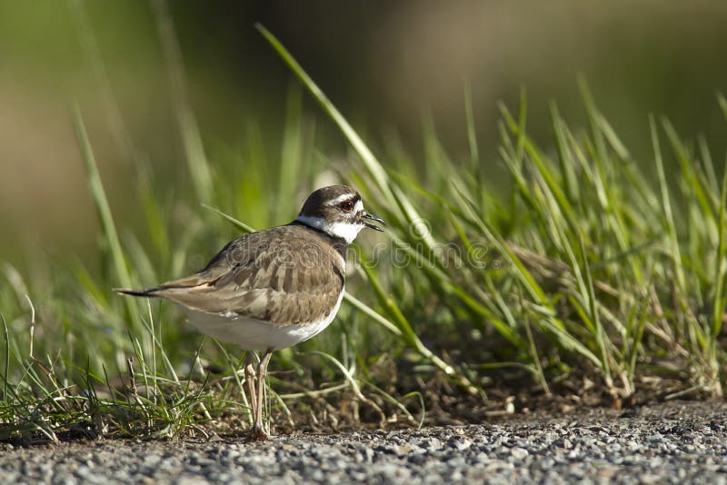 Killdeer by the grass. stock image. Image of grass, avian - 53400323