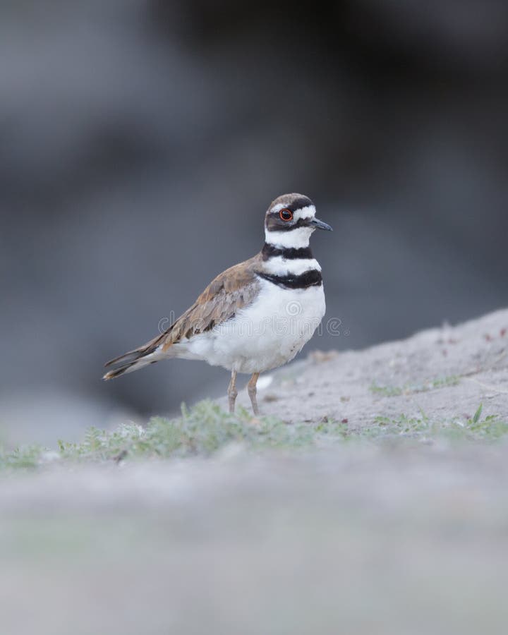 Killdeer stock photo. Image of nature, sunrise, scenic - 92155534