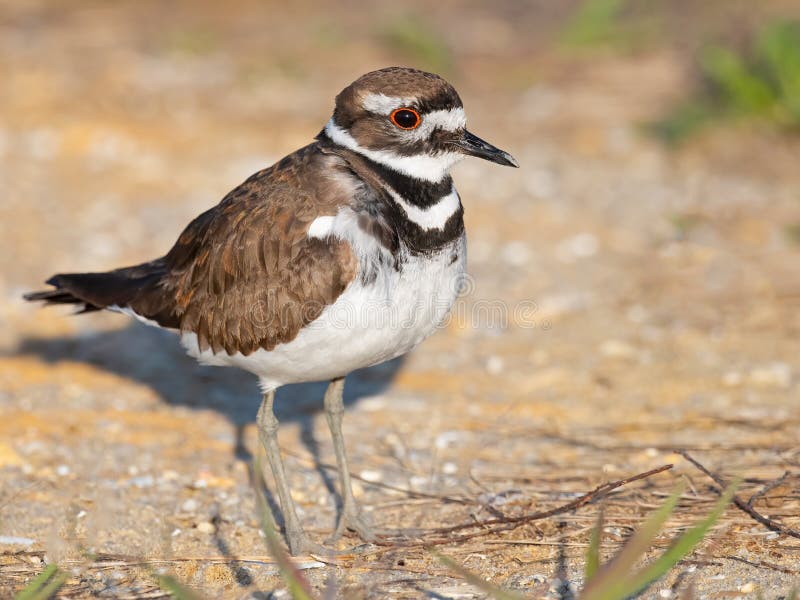 Killdeer stock photo. Image of nature, salt, shore, killdeer - 116686086