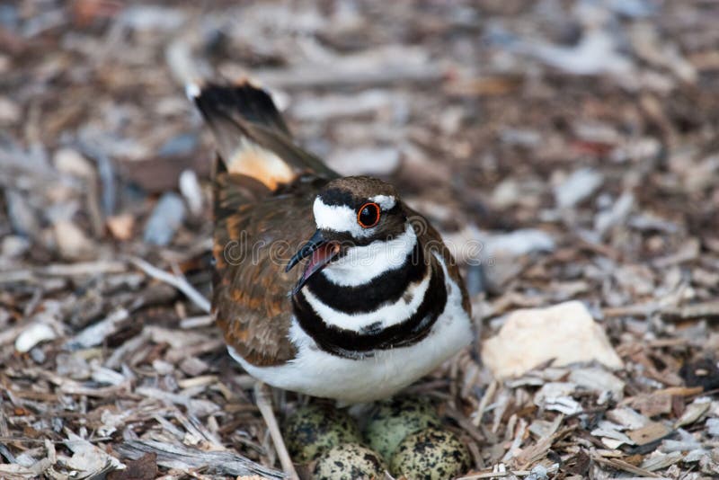 Killdeer on a Nest stock image. Image of nest, white - 13310253
