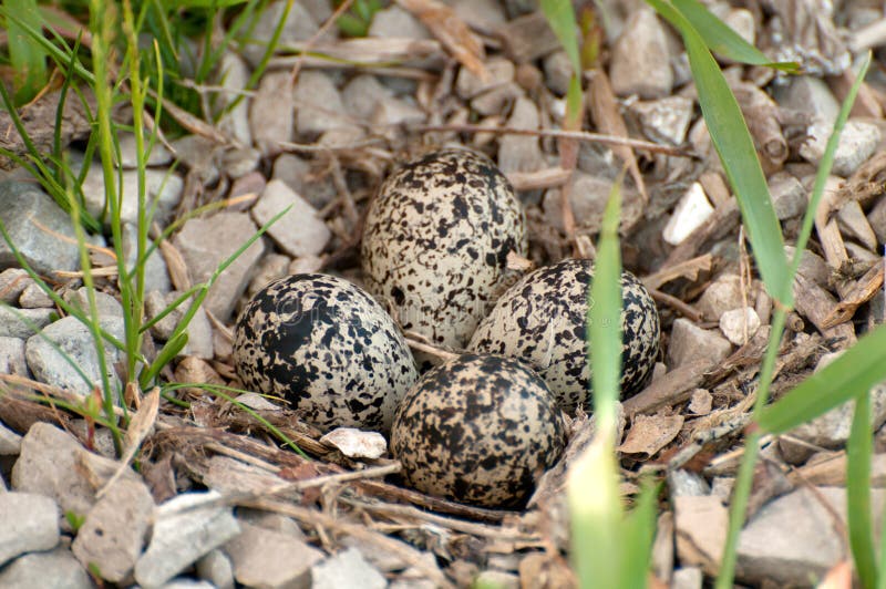 Killdeer Nest stock image. Image of bird, nesting, hide - 21943329